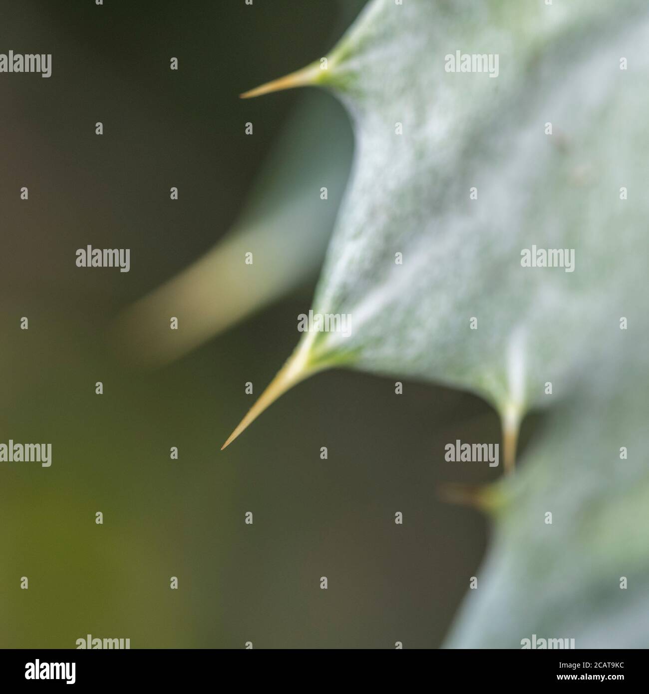 Large sharp prickly spines of the Cotton Thistle / Onopordum acanthium ...