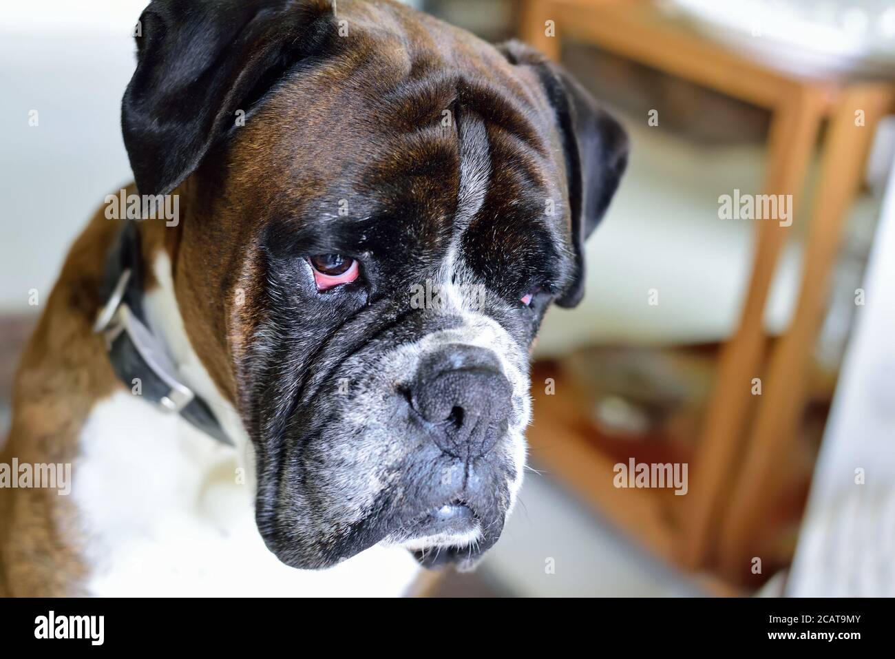 portrait of a sad dog face Stock Photo - Alamy