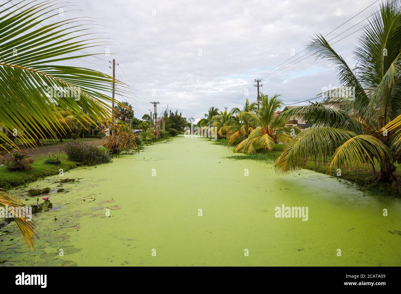 Canal in the northern suburb of capital city Paramaribo in Suriname ...