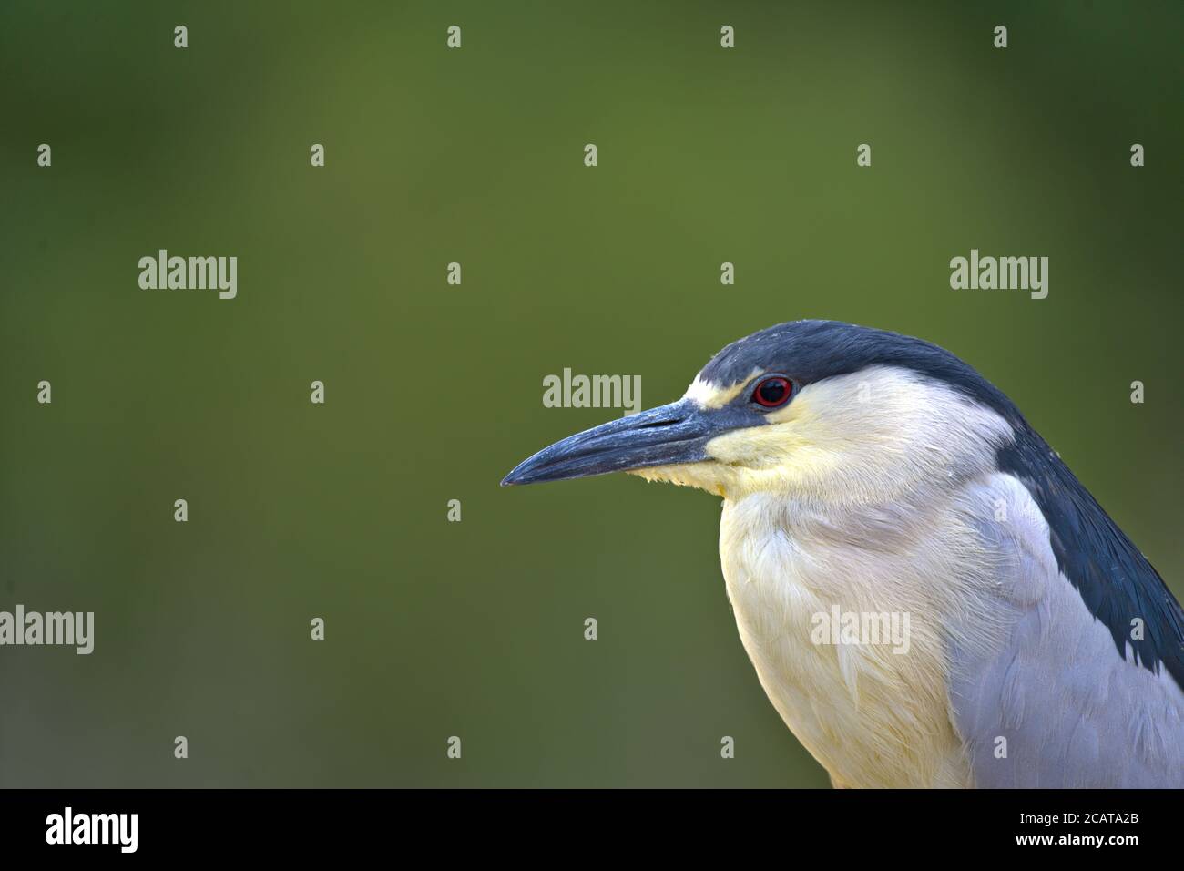 Red capped bird hi-res stock photography and images - Alamy