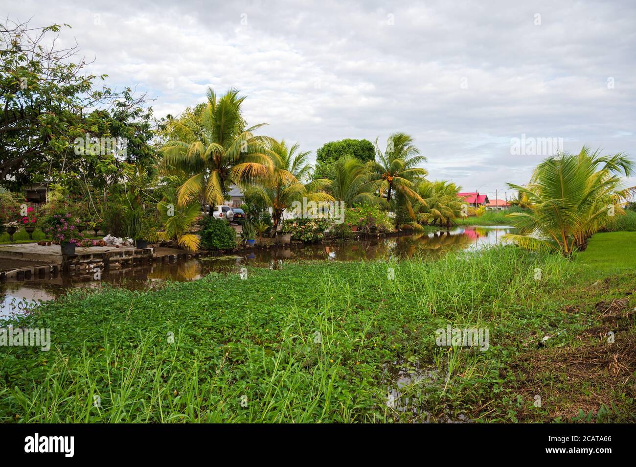 Canal in the northern suburb of capital city Paramaribo in Suriname ...