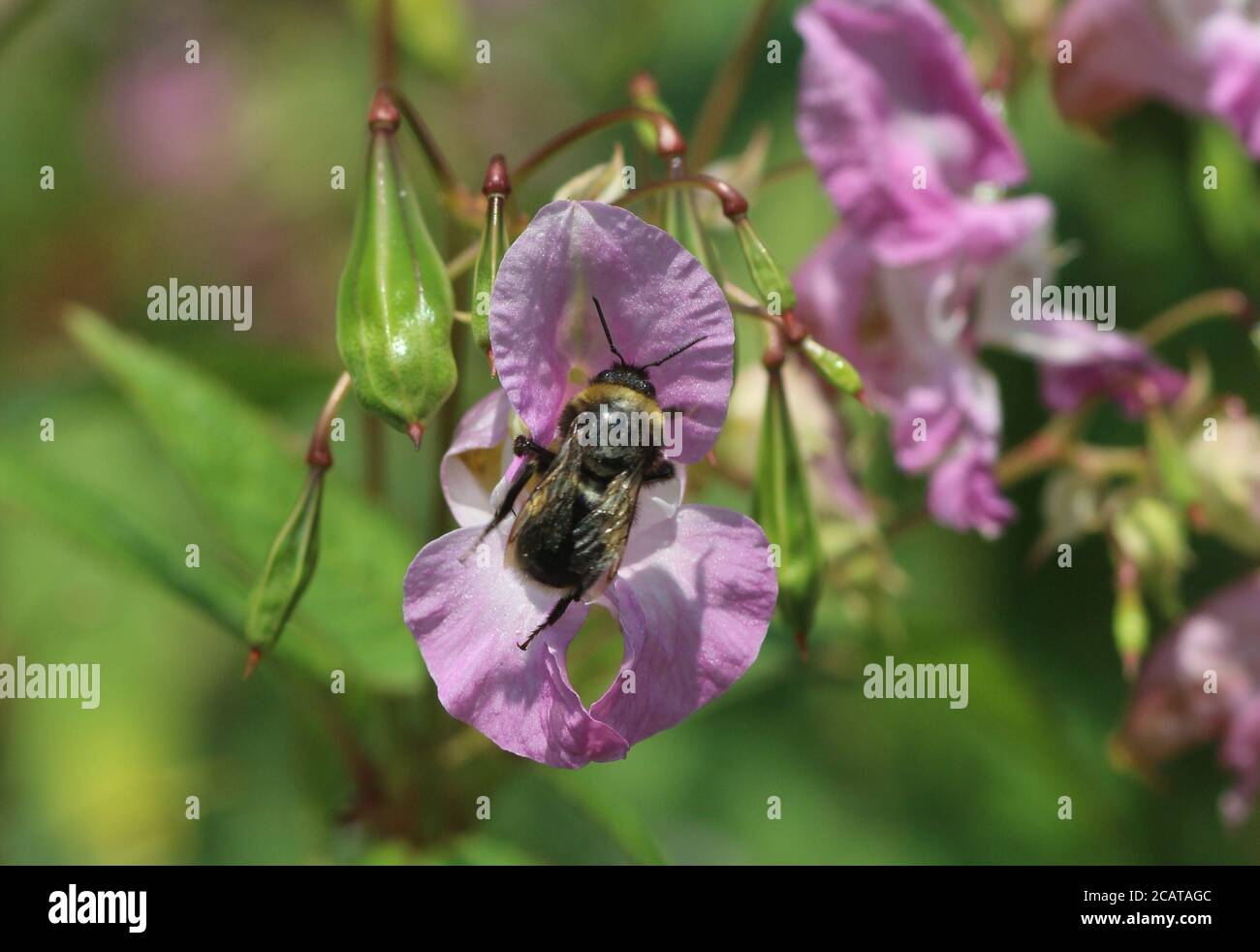 Himalayas balsam hi-res stock photography and images - Alamy