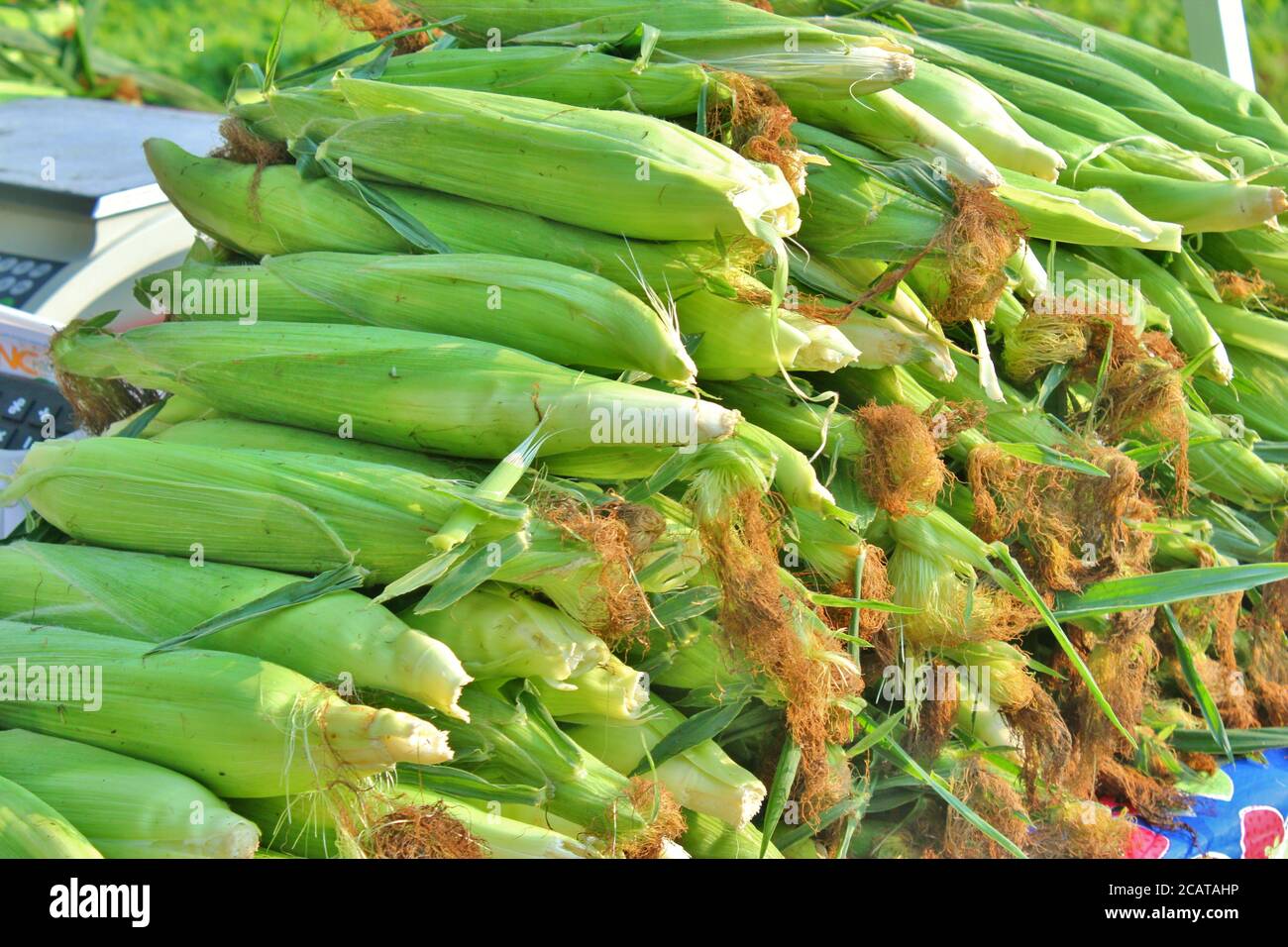 Fresh corn, raw and unshucked Stock Photo - Alamy