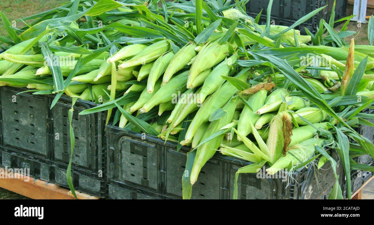 Unshucked corn hi-res stock photography and images - Alamy