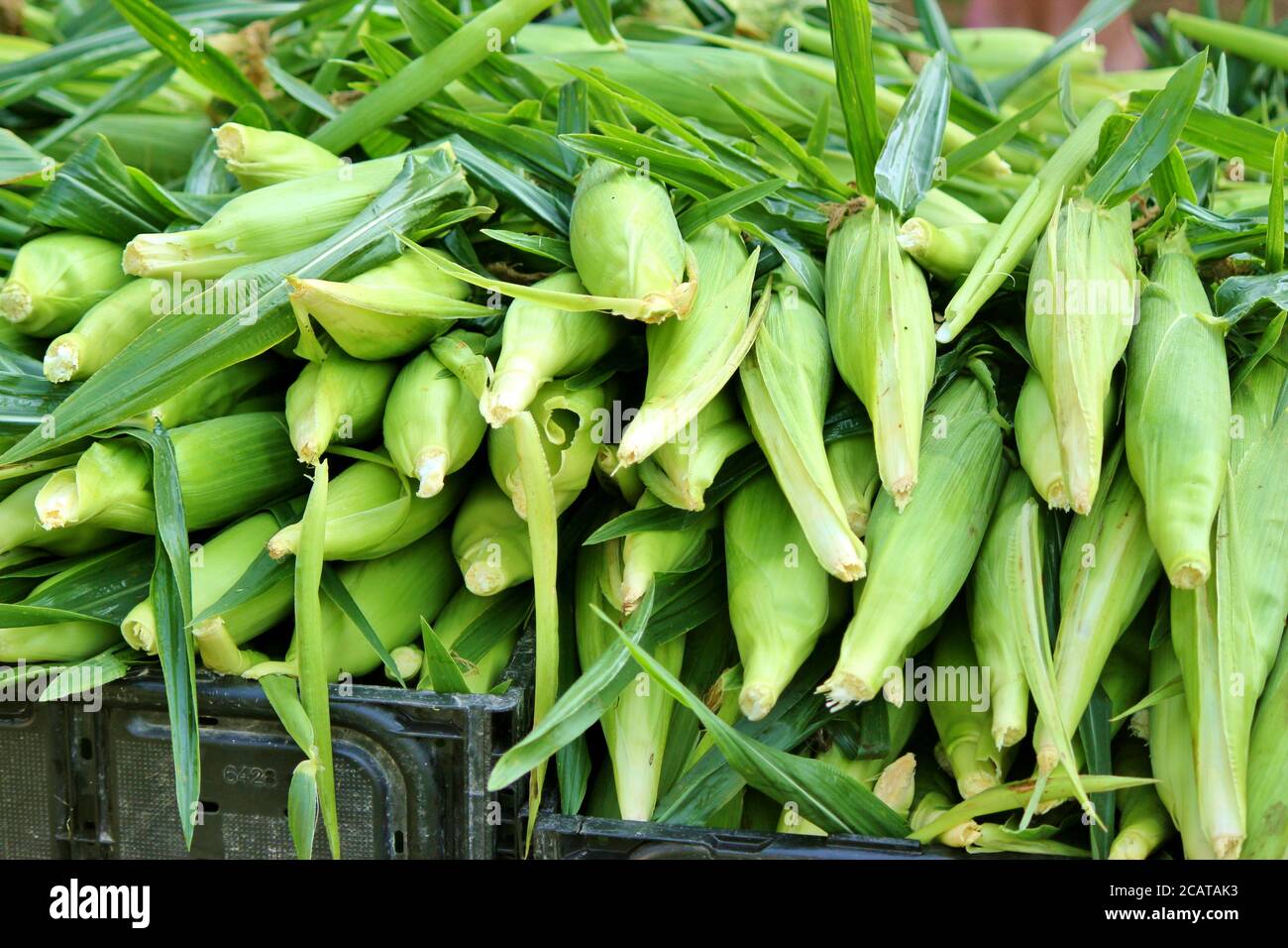 Unshucked corn hi-res stock photography and images - Alamy