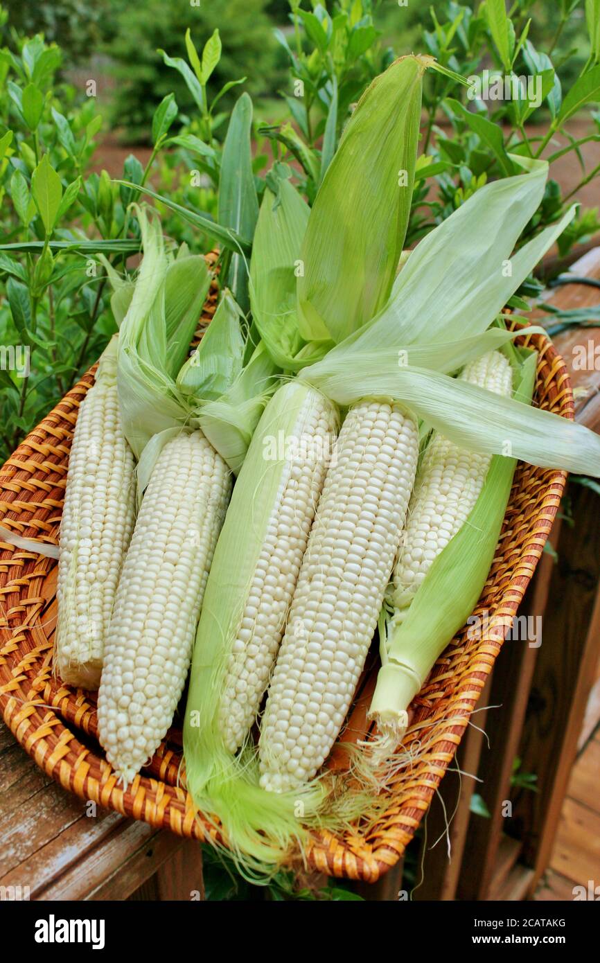 Freshly picked corn hi-res stock photography and images - Alamy