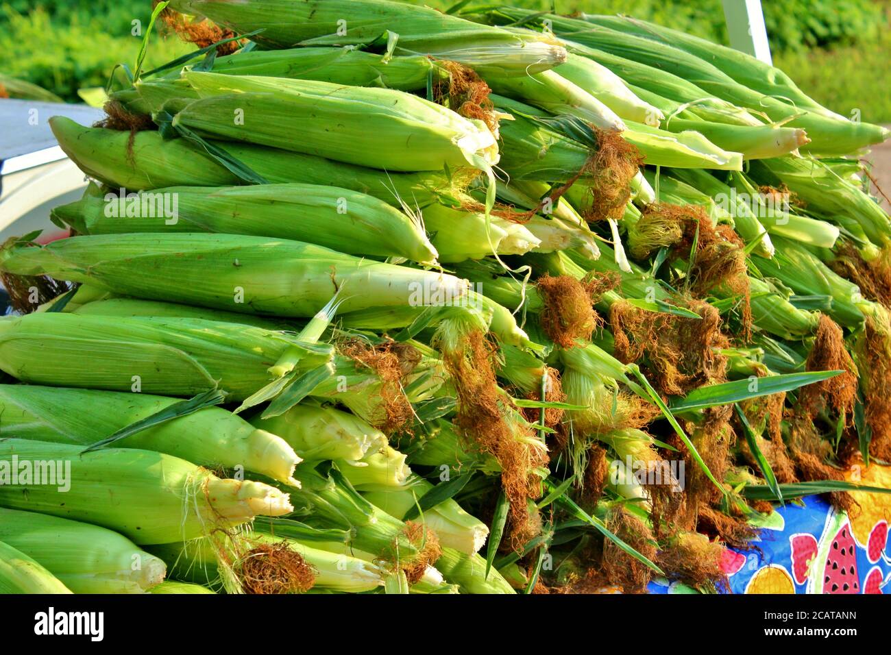 Fresh corn, raw and unshucked Stock Photo - Alamy