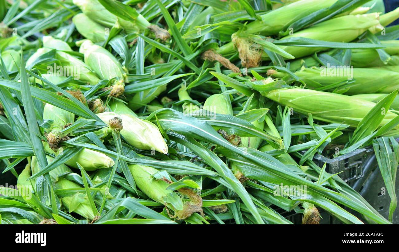 Unshucked corn hi-res stock photography and images - Alamy