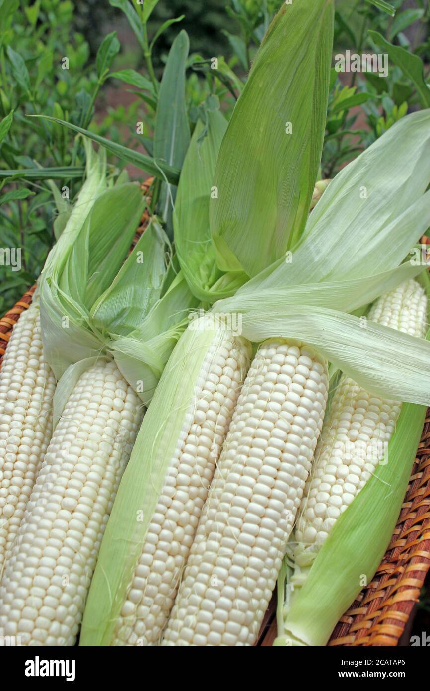 Corn on the cob, freshly shucked and uncooked Stock Photo - Alamy