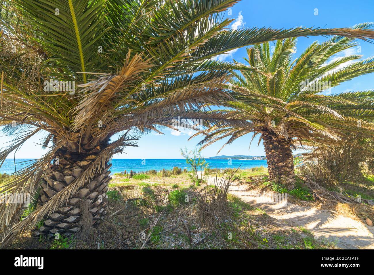 Palm trees by the sea in Alghero, Italy Stock Photo - Alamy