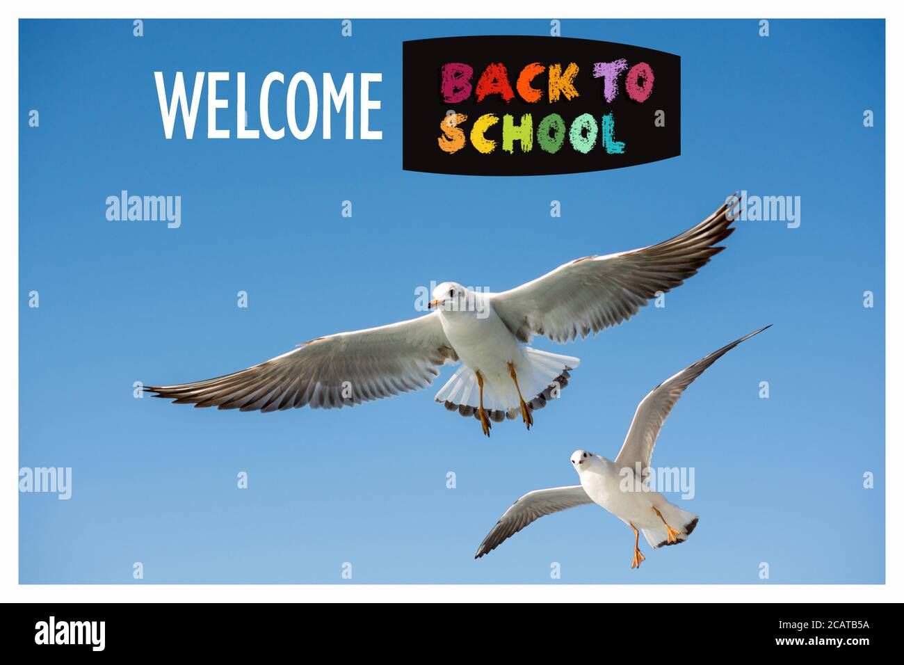 Back to school, education background for invitation, promotion poster ...