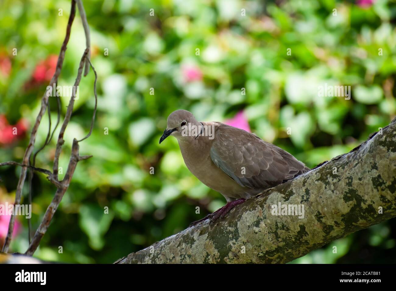 Dove bird hi-res stock photography and images - Alamy