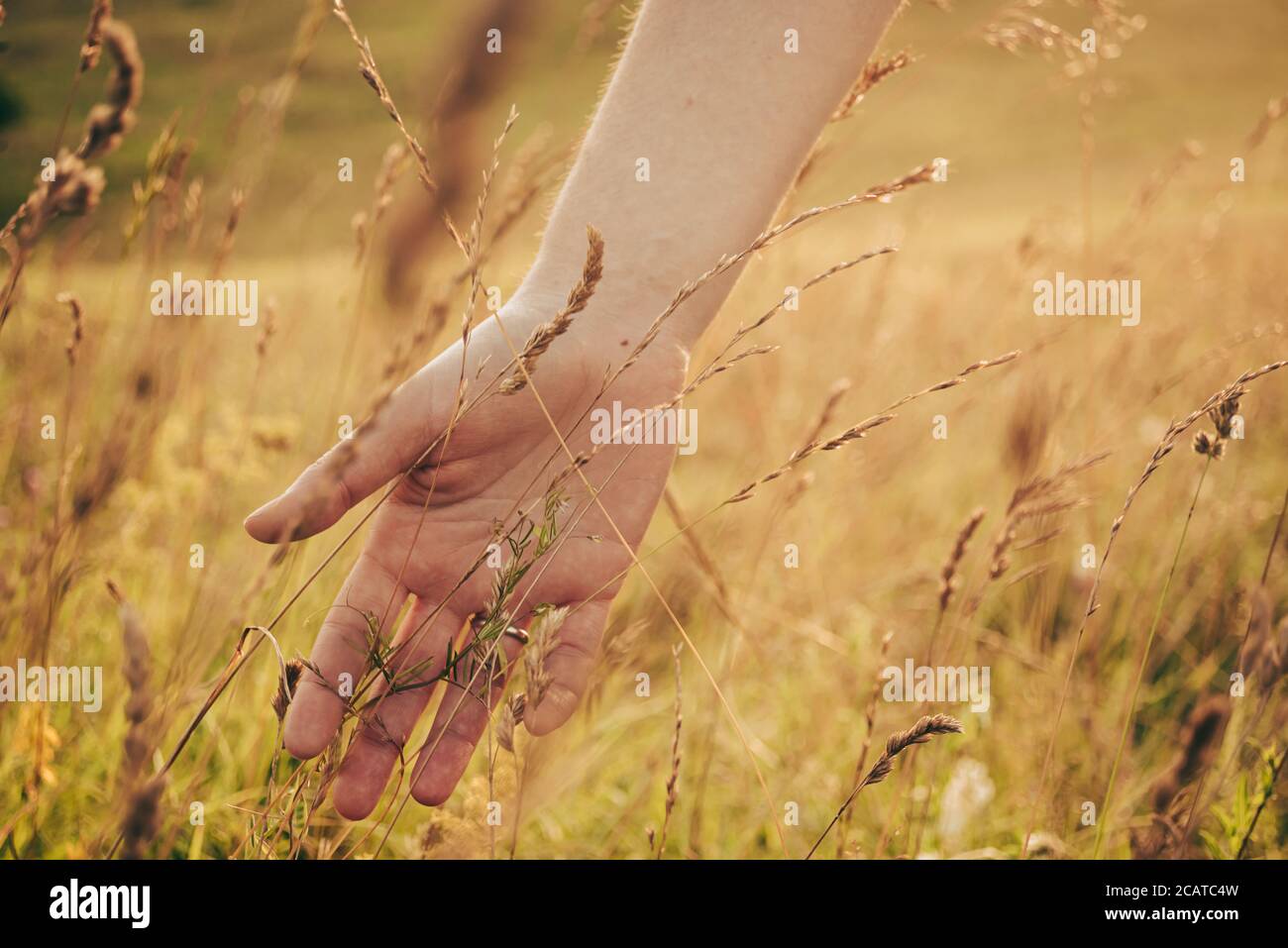 Hand wheat field hi-res stock photography and images - Alamy