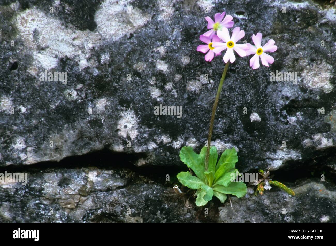 Primrose growing in limestone crevice at Bruce Peninsula NP Ontario ...