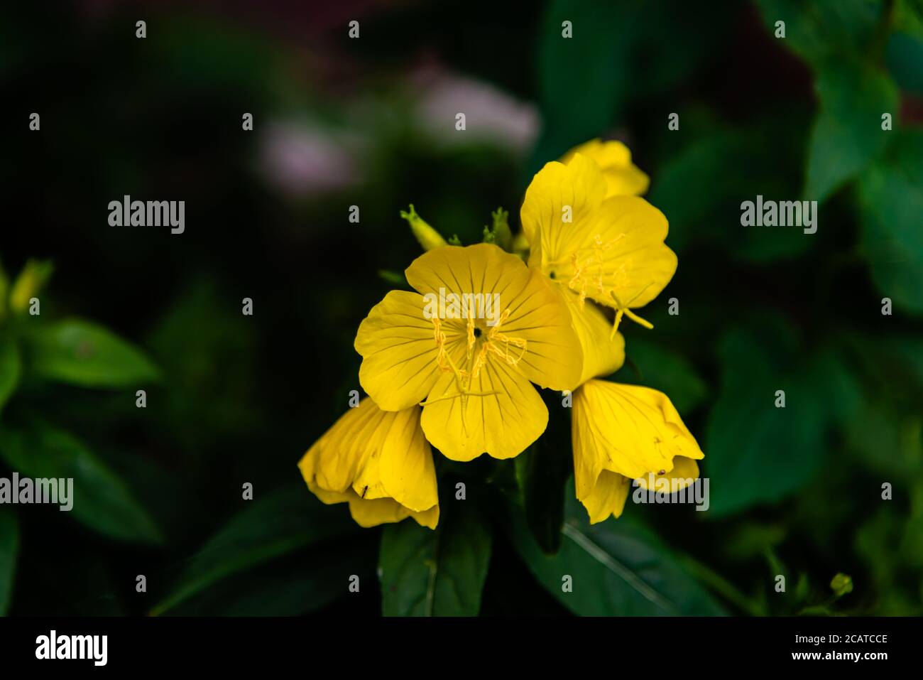 Golden sundrops hi-res stock photography and images - Alamy