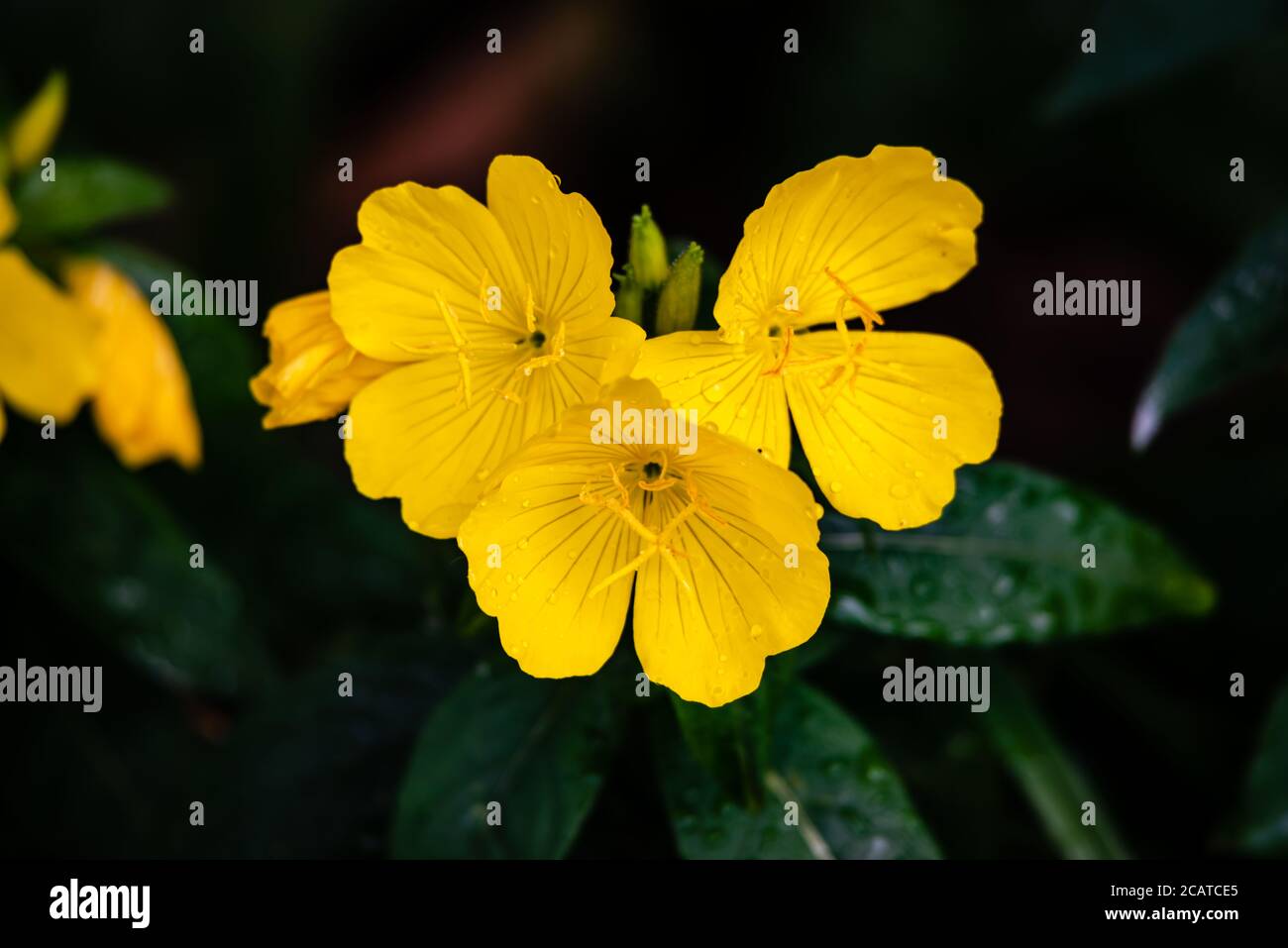 Golden sundrops hi-res stock photography and images - Alamy