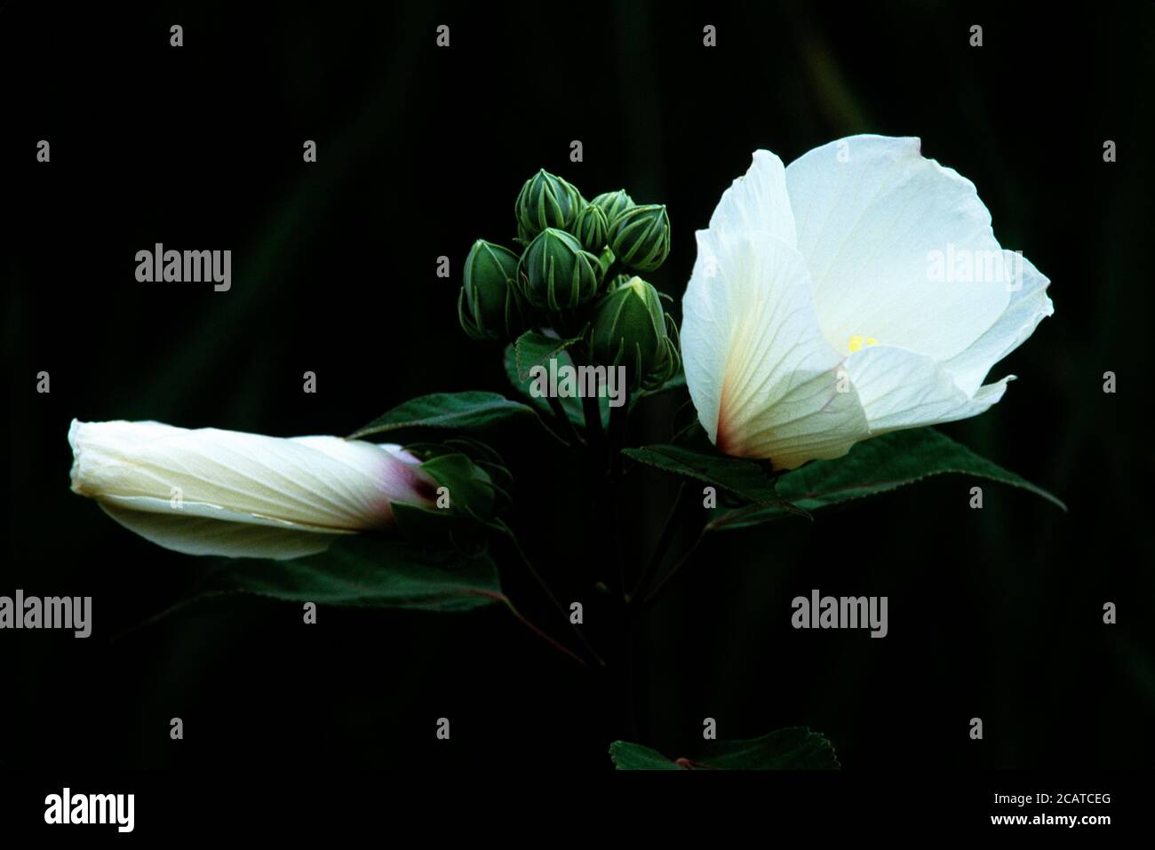 Swamp rose mallow white variant Stock Photo - Alamy