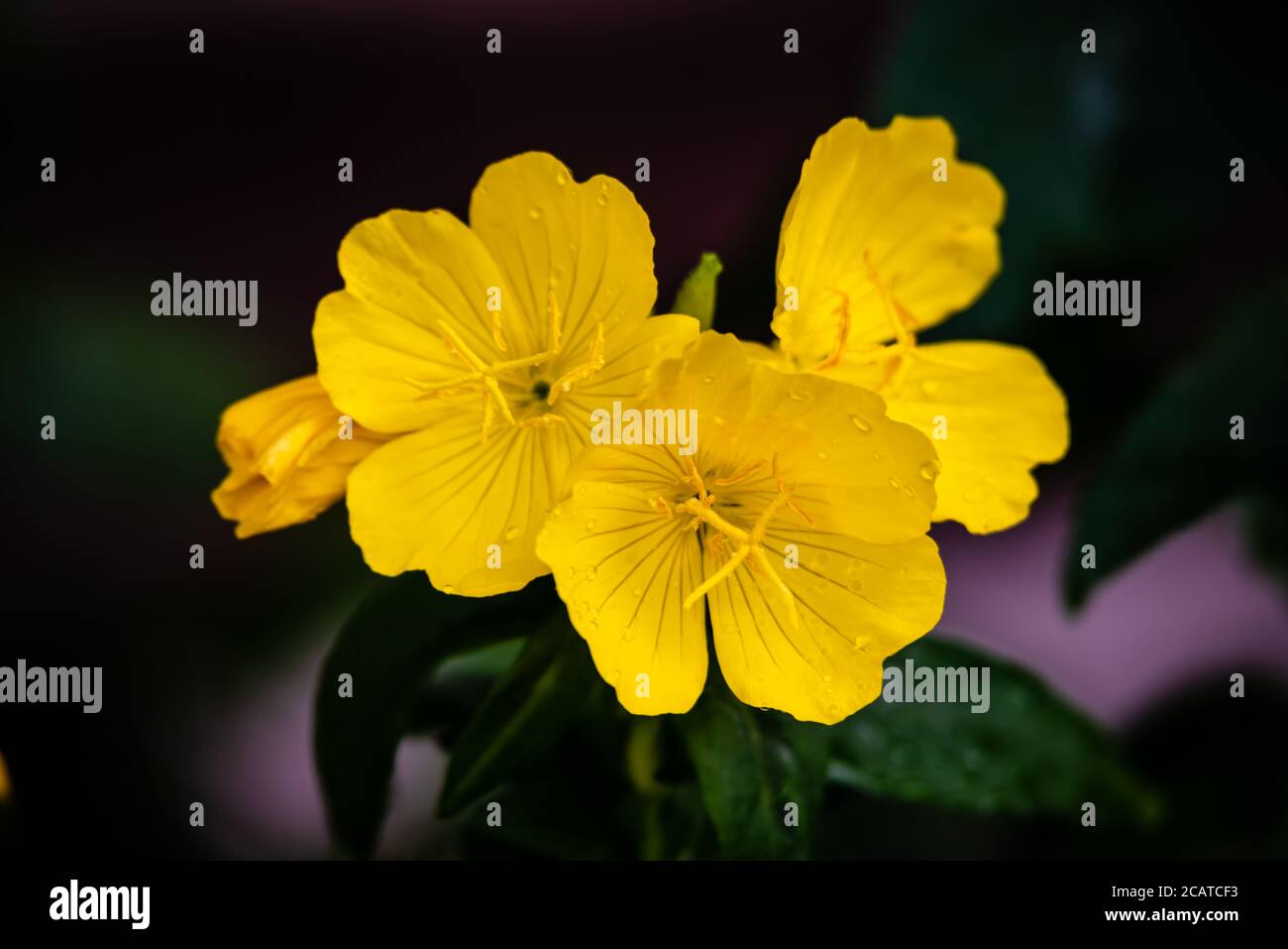 Sundrops flowers in the garden Stock Photo - Alamy