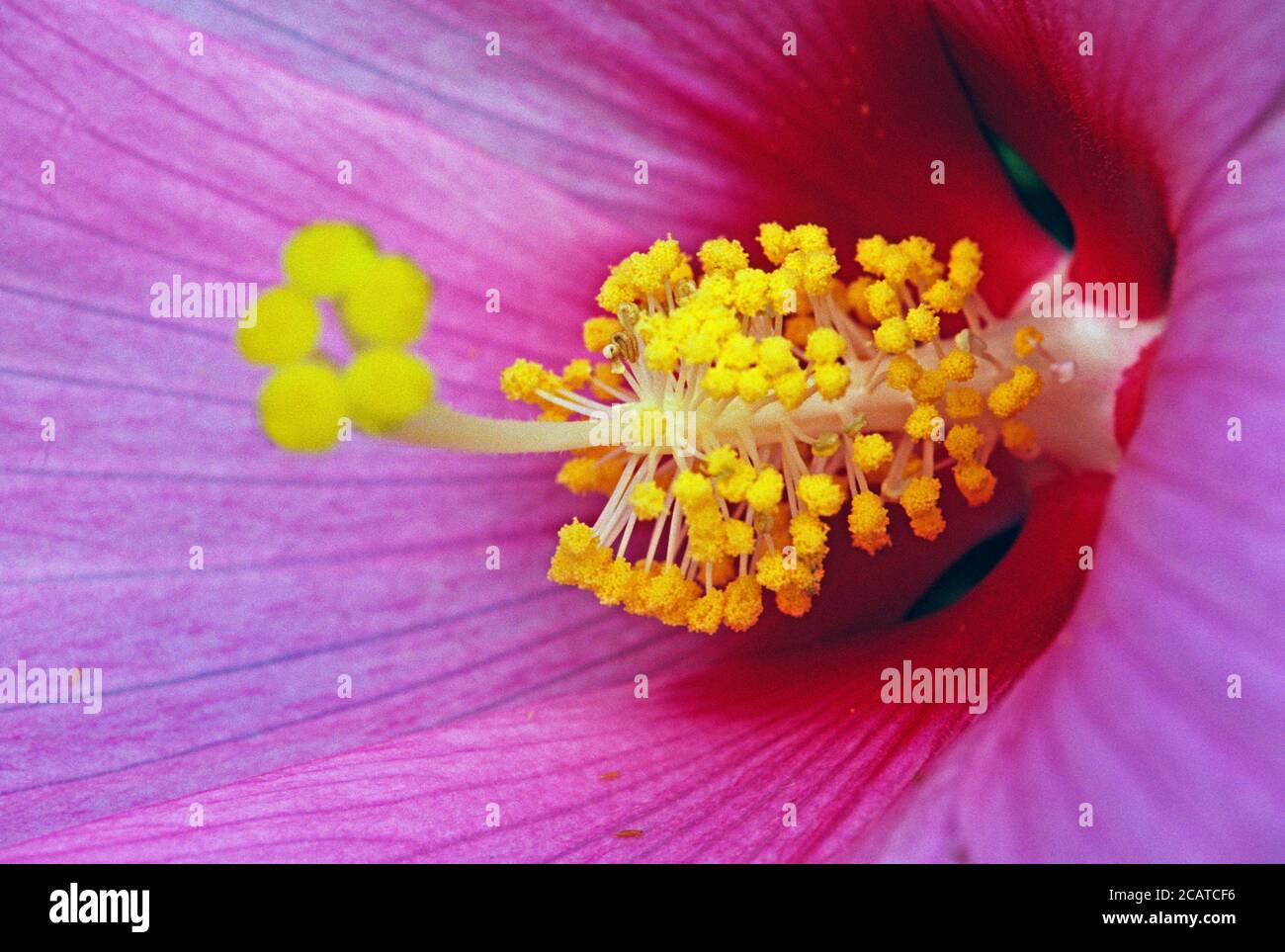 Swamp rose mallow Stock Photo - Alamy