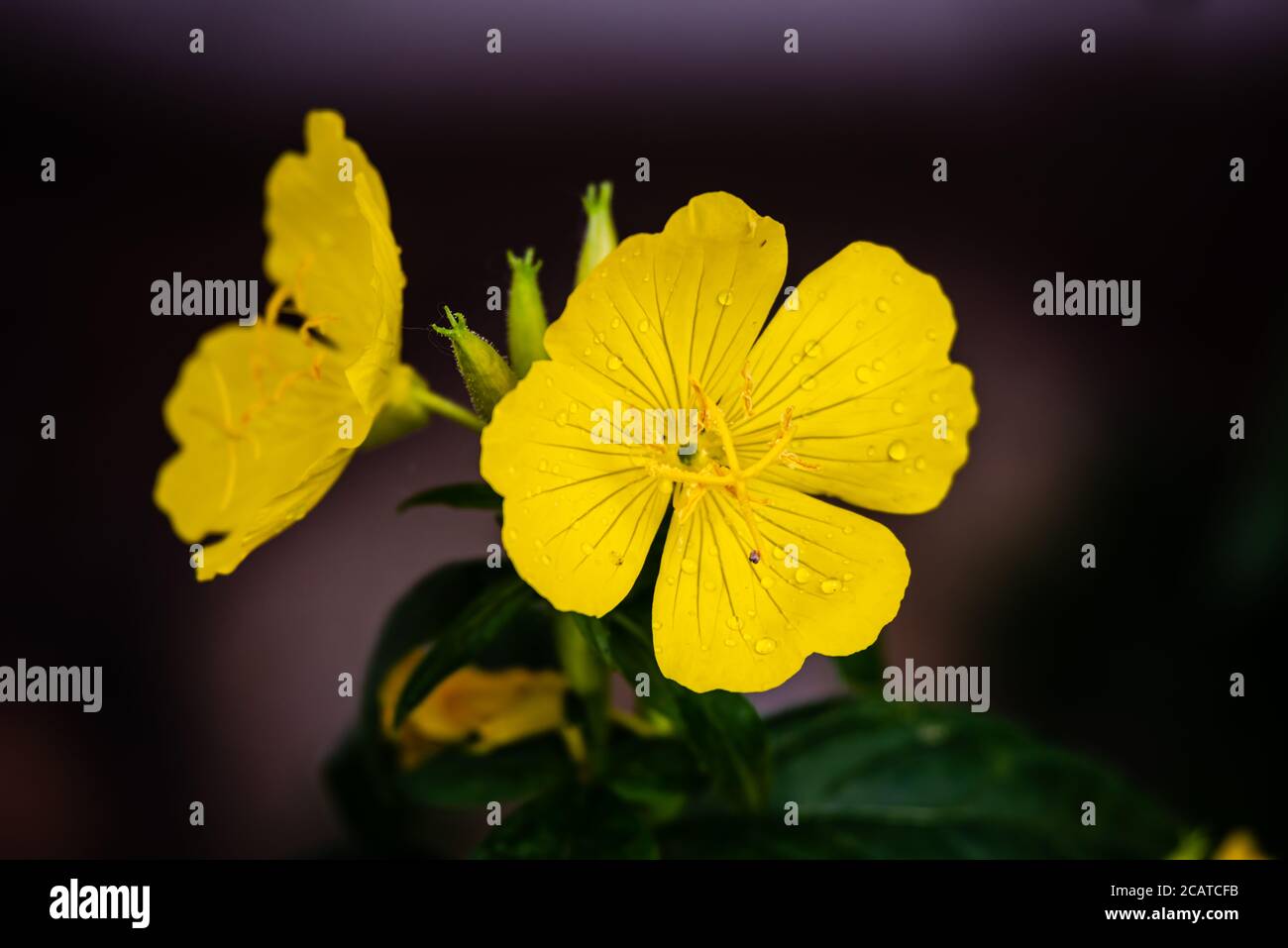 Sundrops hi-res stock photography and images - Alamy