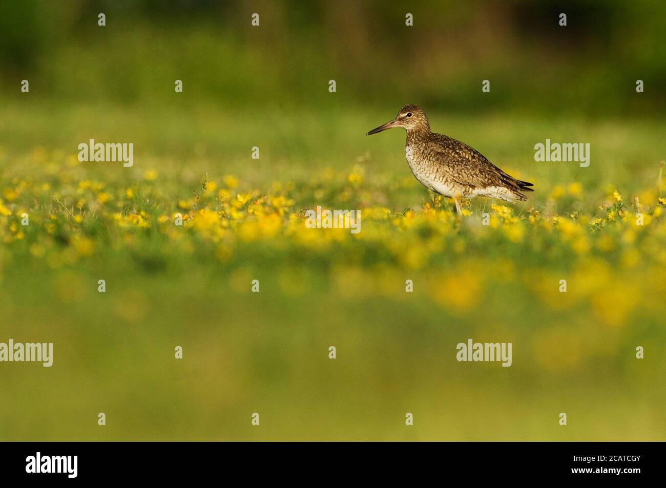 Eastern willet in wildflower field Stock Photo - Alamy