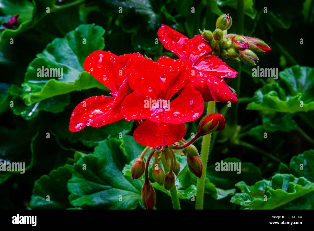 Red geranium in the garden Stock Photo - Alamy