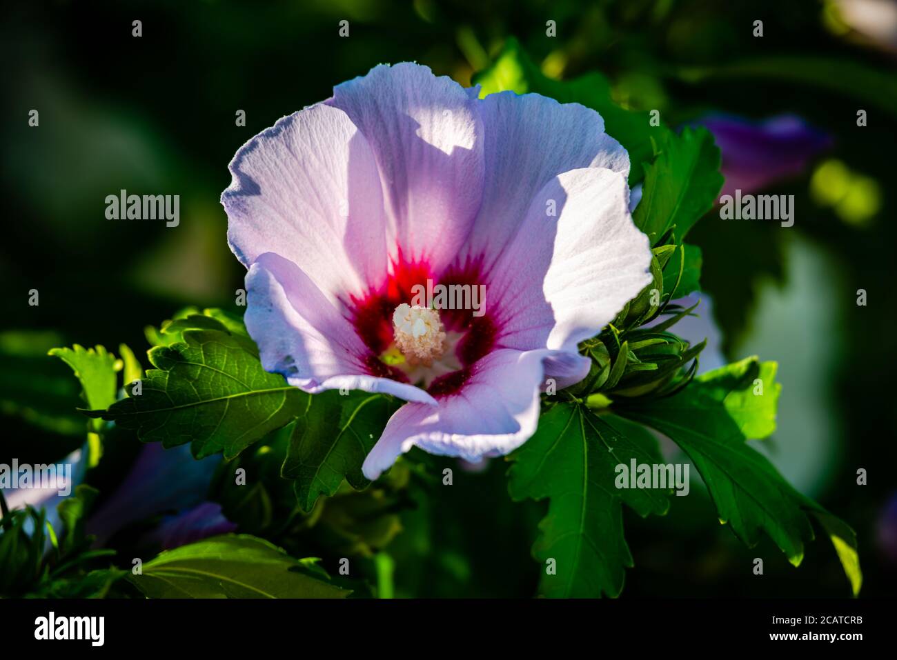 Hibiscus flowers in the garden Stock Photo - Alamy