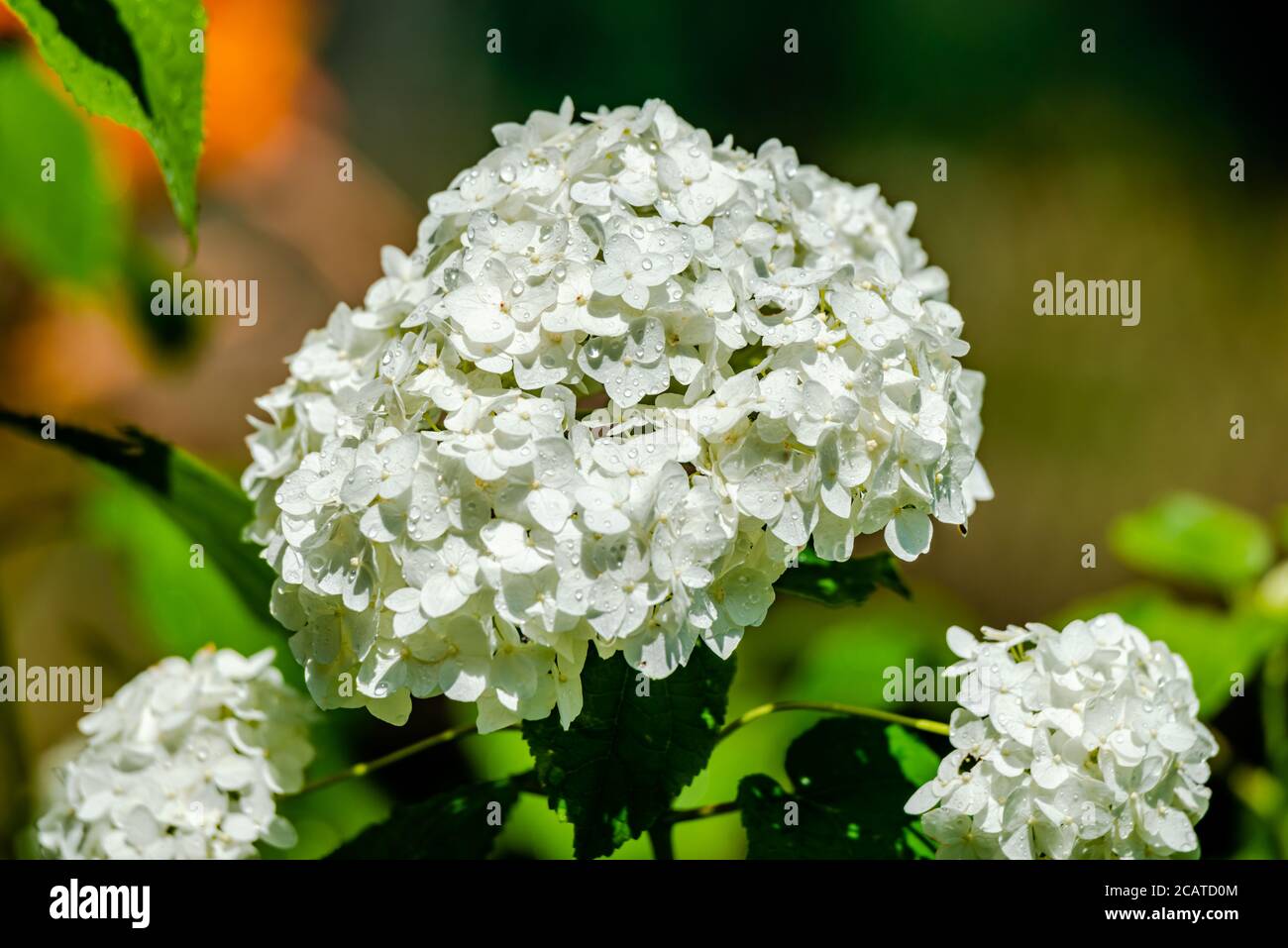 Hydrangea border hi-res stock photography and images - Alamy