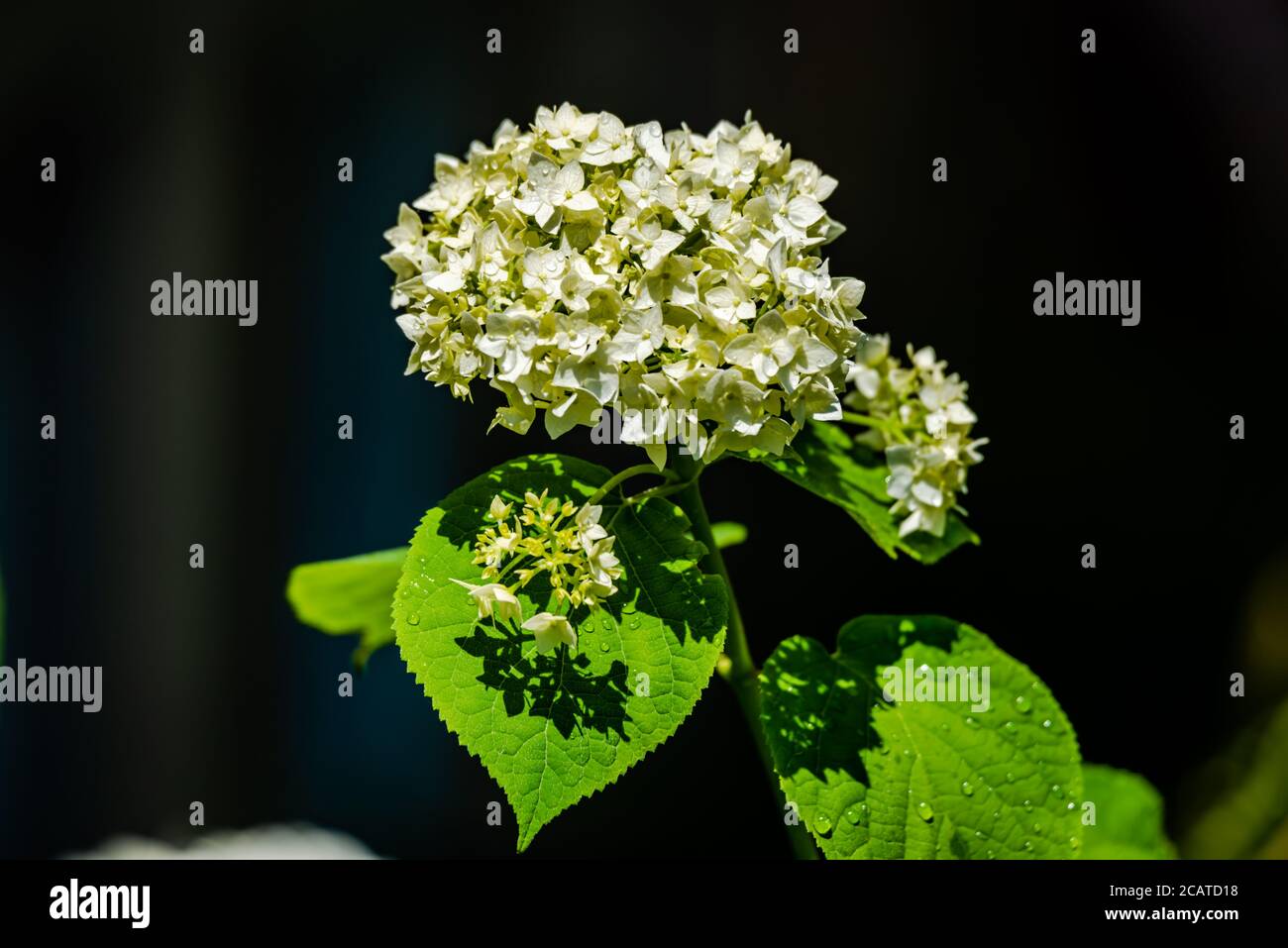 Hydrangea border hi-res stock photography and images - Alamy