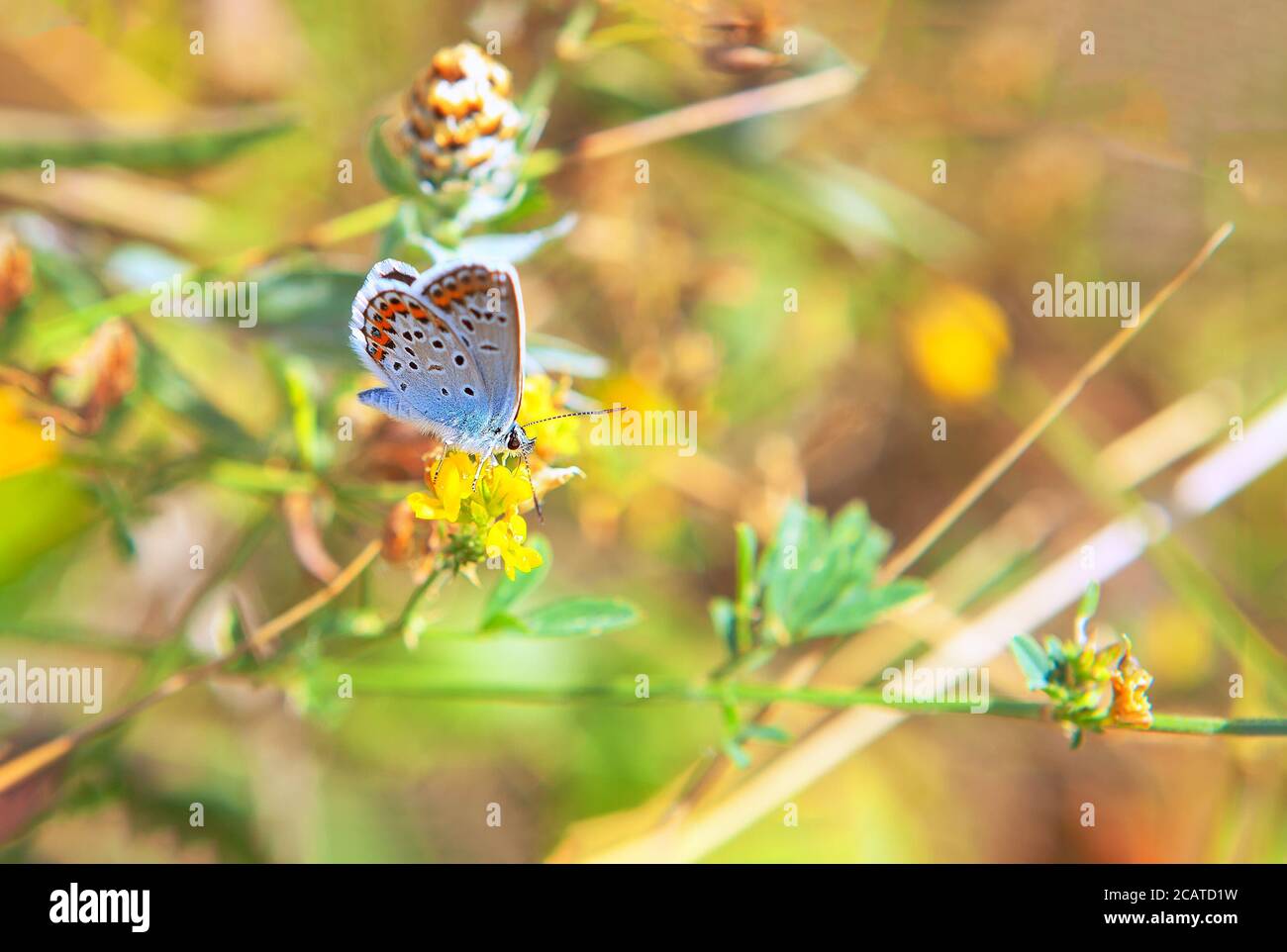 Common blue butterfly in the sunny day Stock Photo - Alamy