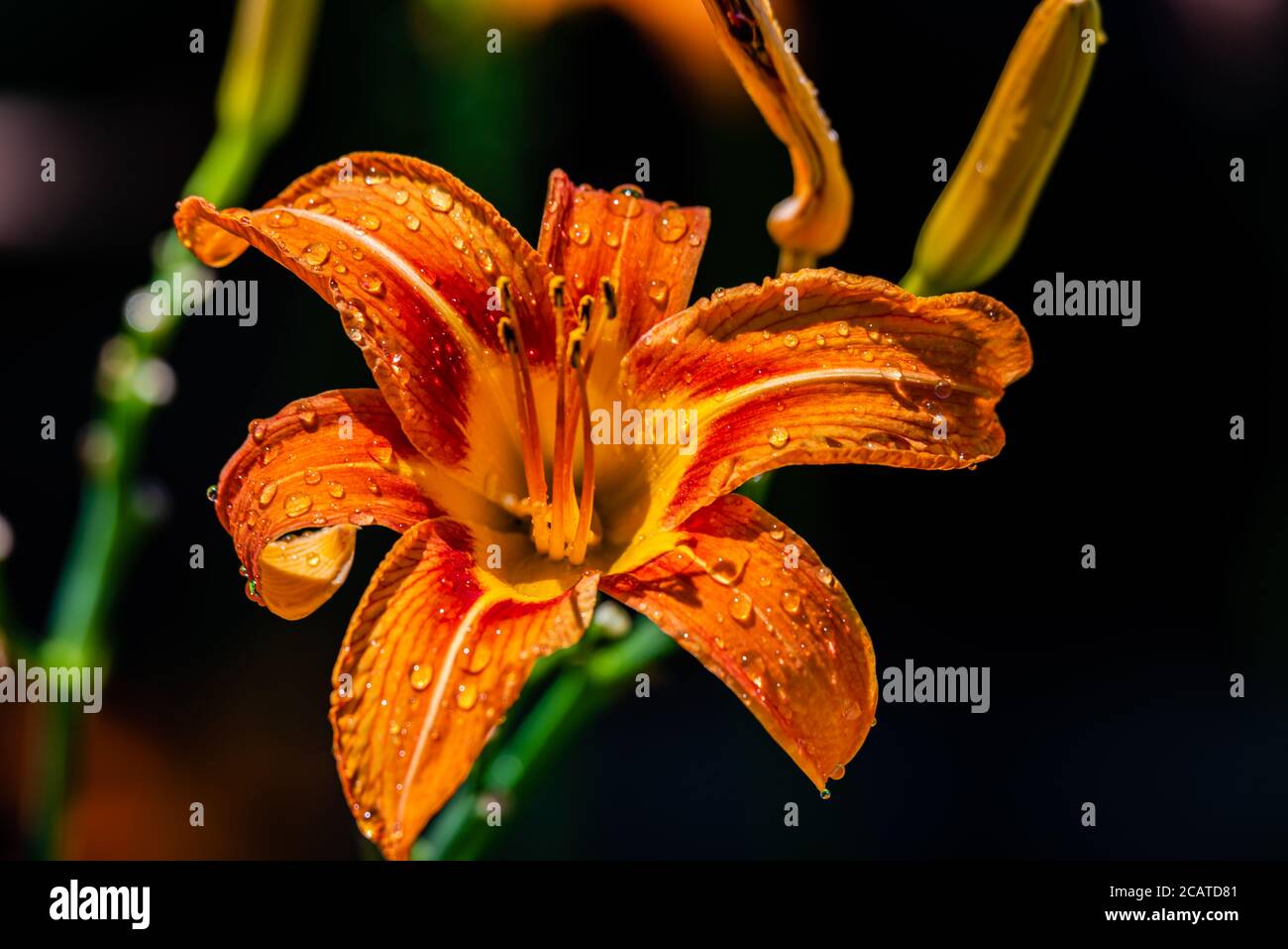 Lily family of lilies hi-res stock photography and images - Alamy
