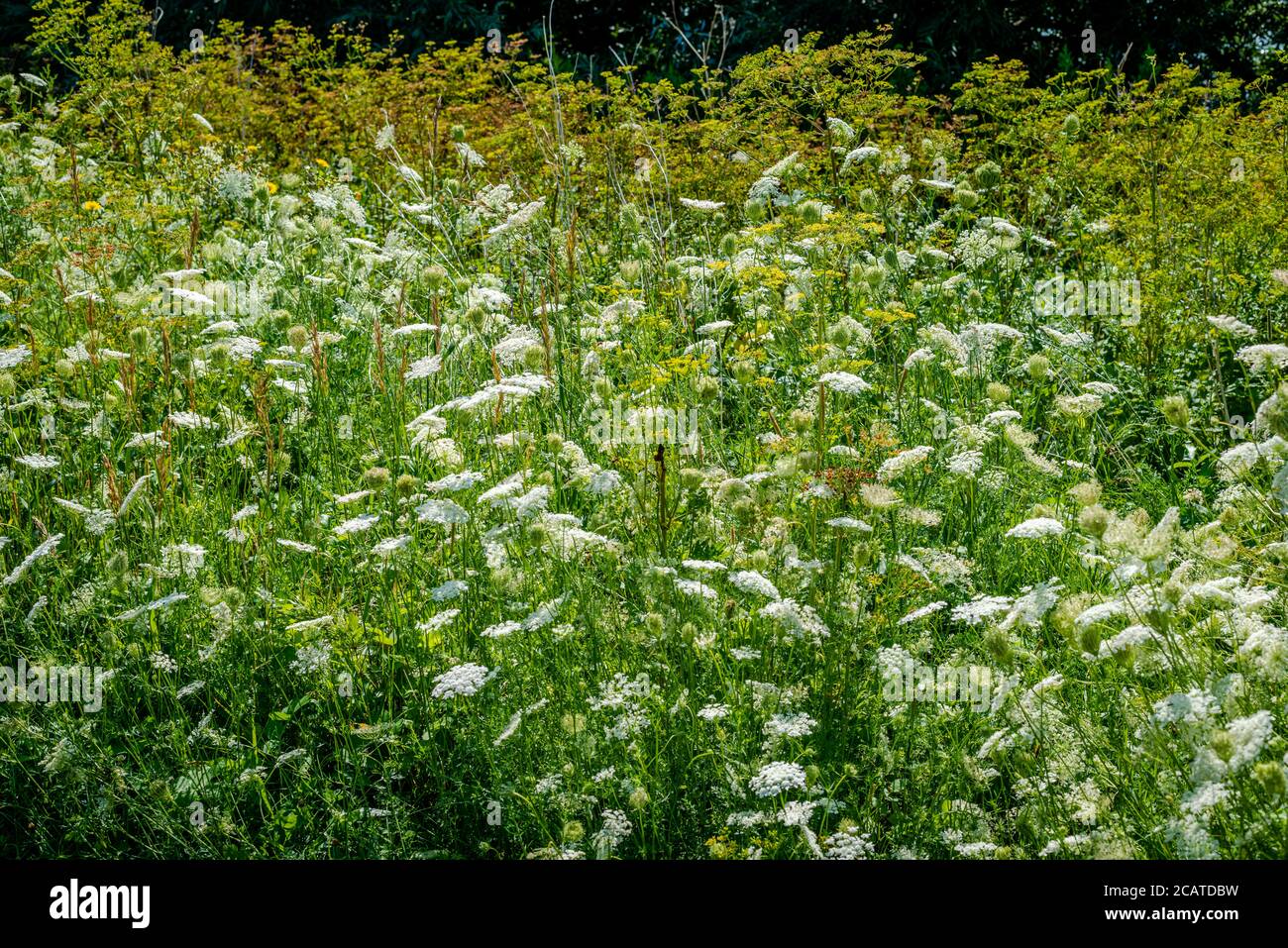 Meadow plants hi-res stock photography and images - Alamy