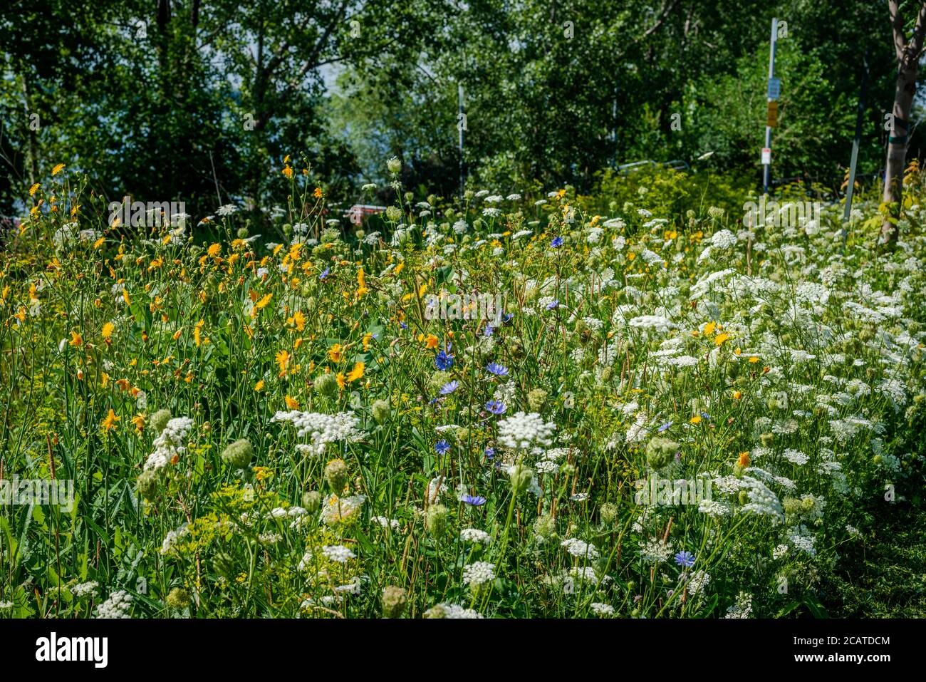 Meadow plants hi-res stock photography and images - Alamy