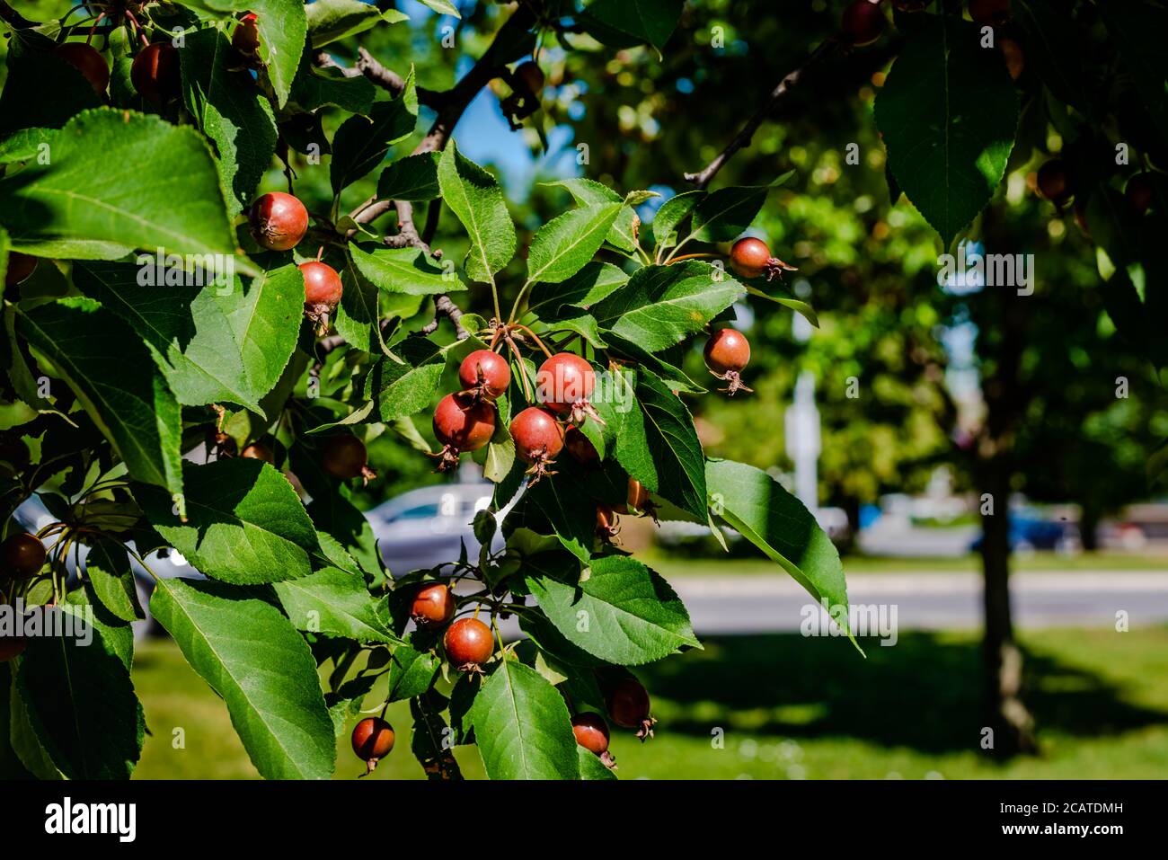 Decorative apple tree with the fruits Stock Photo - Alamy