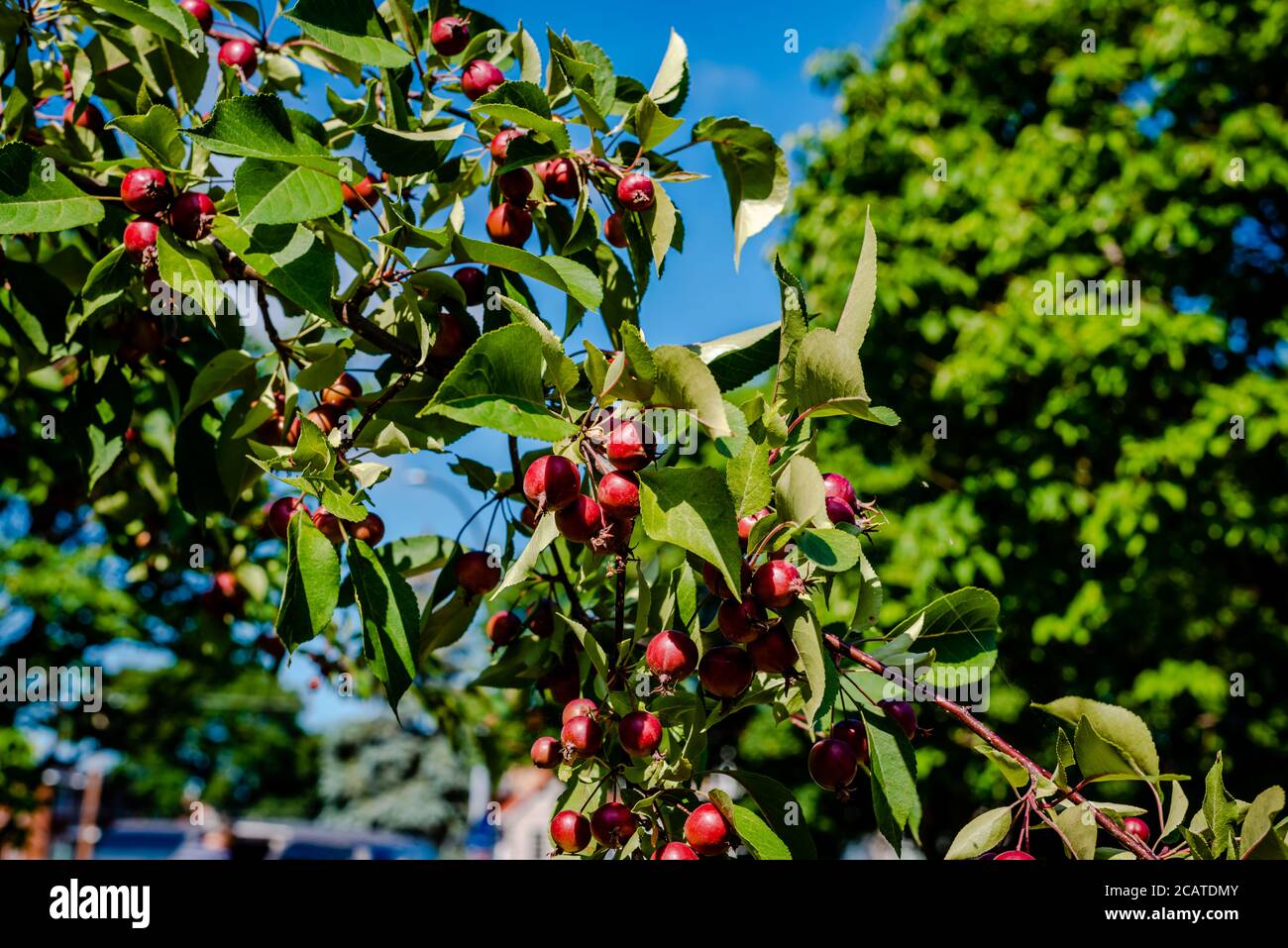 Decorative apple tree with the fruits Stock Photo - Alamy