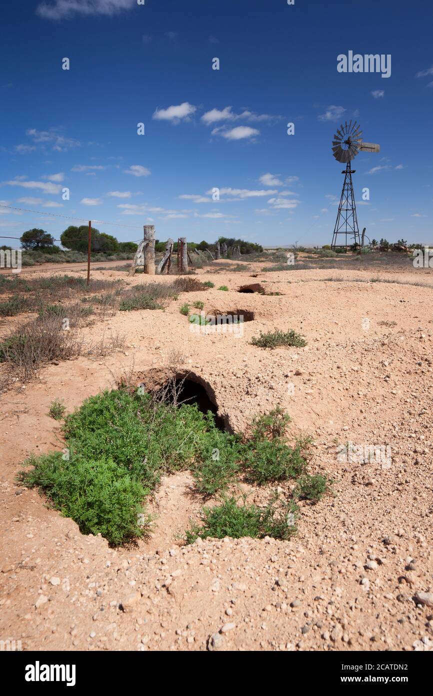 Southern Hairy-nosed Wombat (Lasiorhinus latifrons) burrows at Gerlach ...