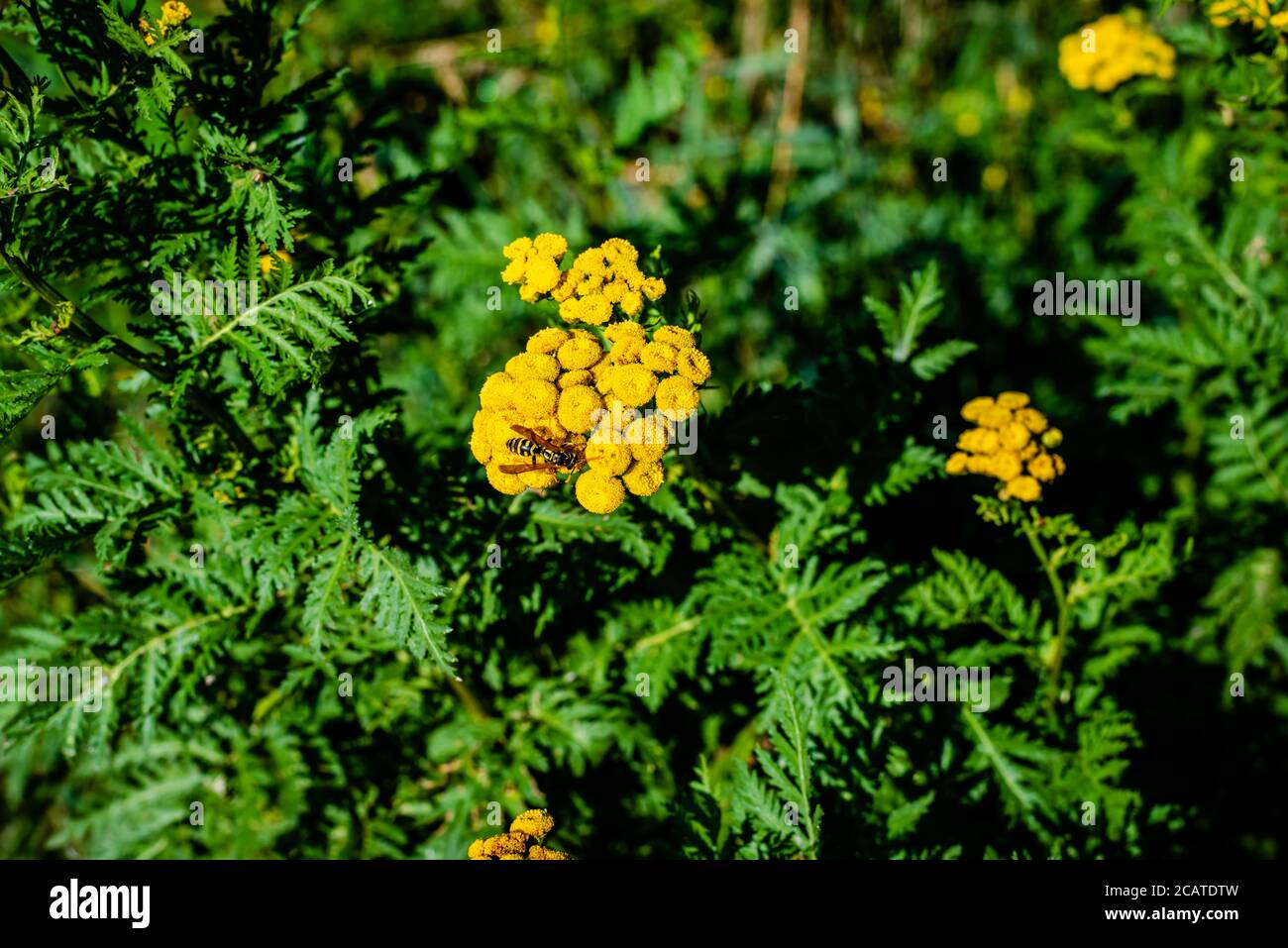 Common tansy plant hi-res stock photography and images - Alamy