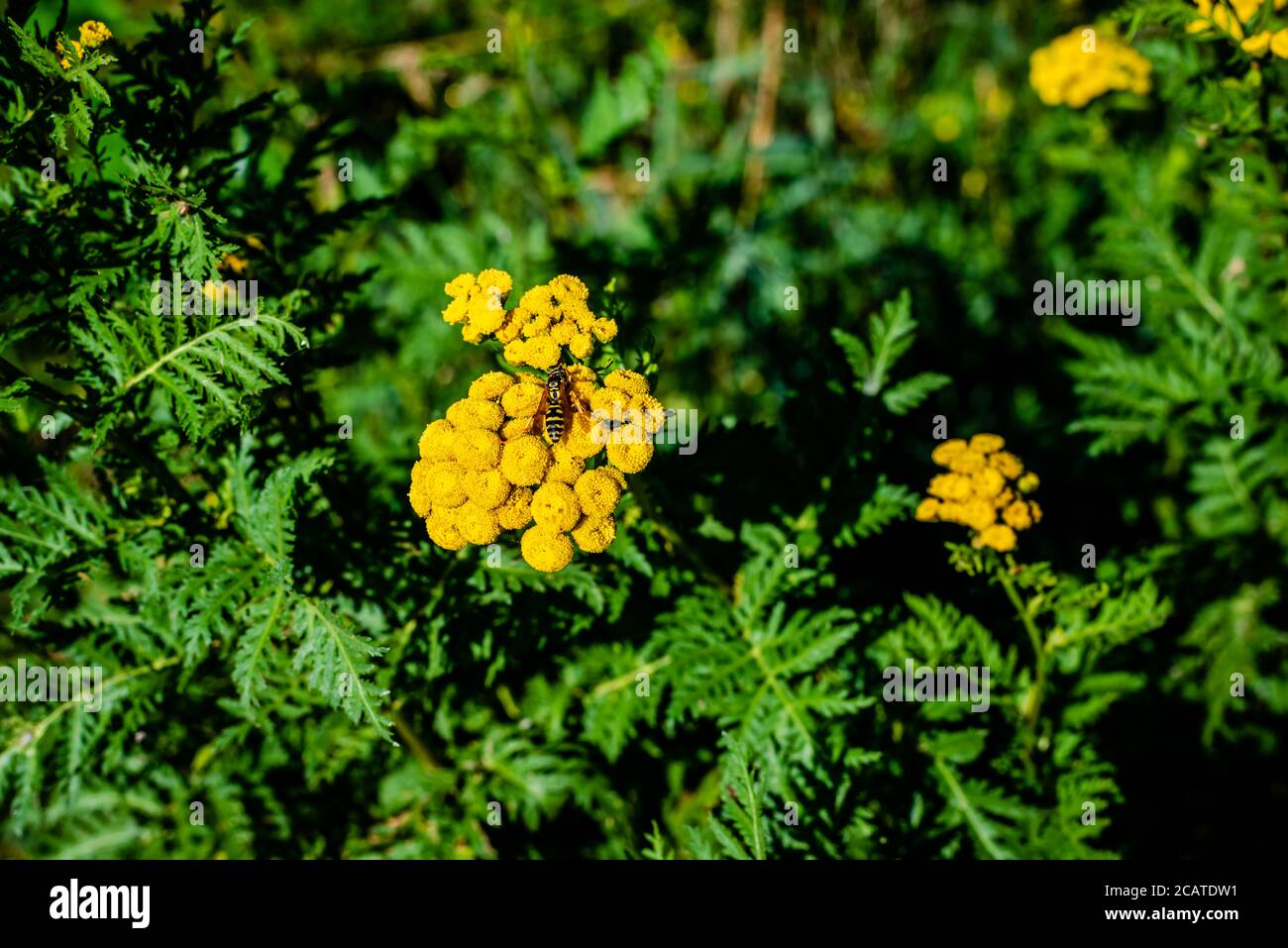 Common tansy plant hi-res stock photography and images - Alamy