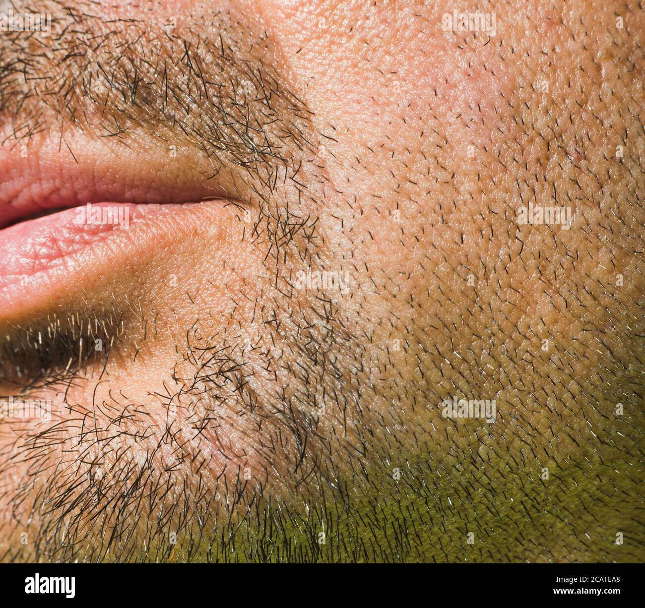 Extreme Macro Beard High Resolution Stock Photography and Images - Alamy