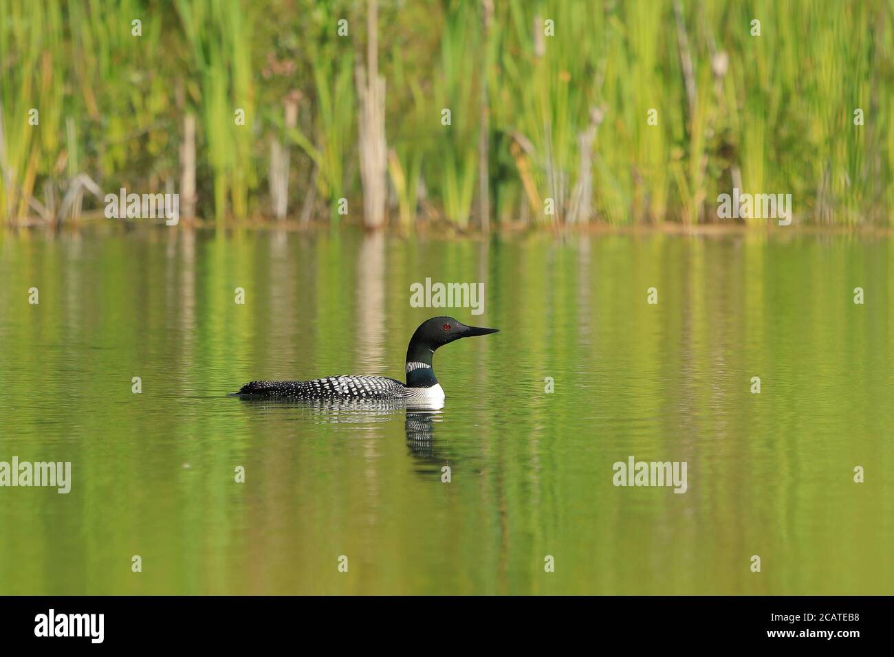 Common loon on water hi-res stock photography and images - Alamy