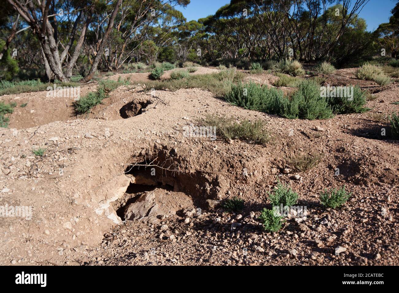 Southern Hairy-nosed Wombat (Lasiorhinus latifrons) warren. March 2011 ...