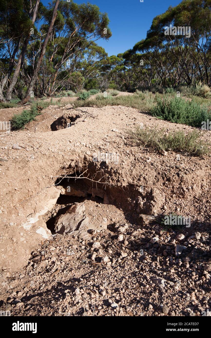 Southern Hairy-nosed Wombat (Lasiorhinus latifrons) warren. March 2011 ...