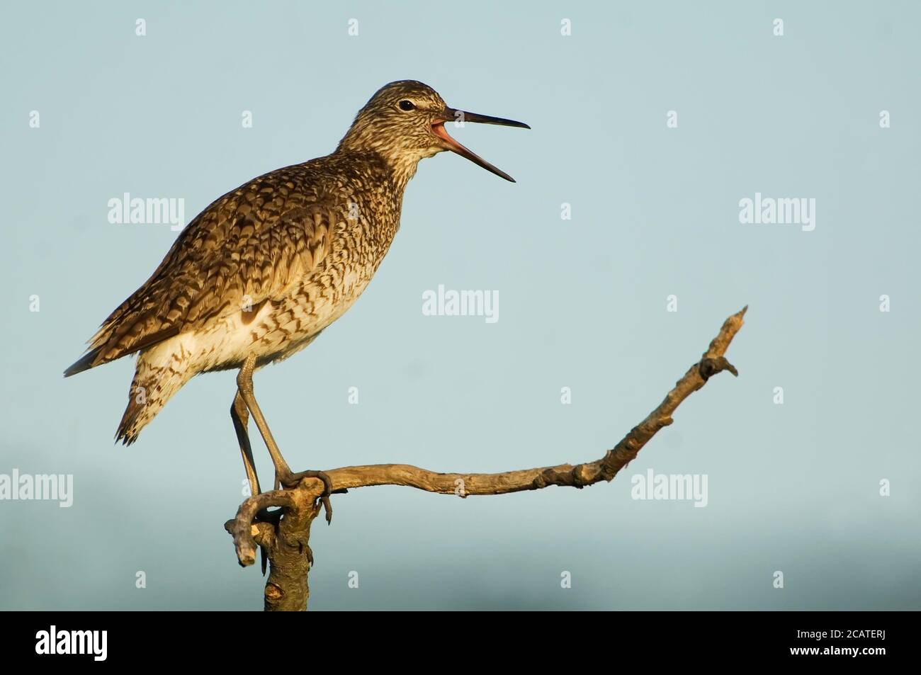 Willets hi-res stock photography and images - Alamy