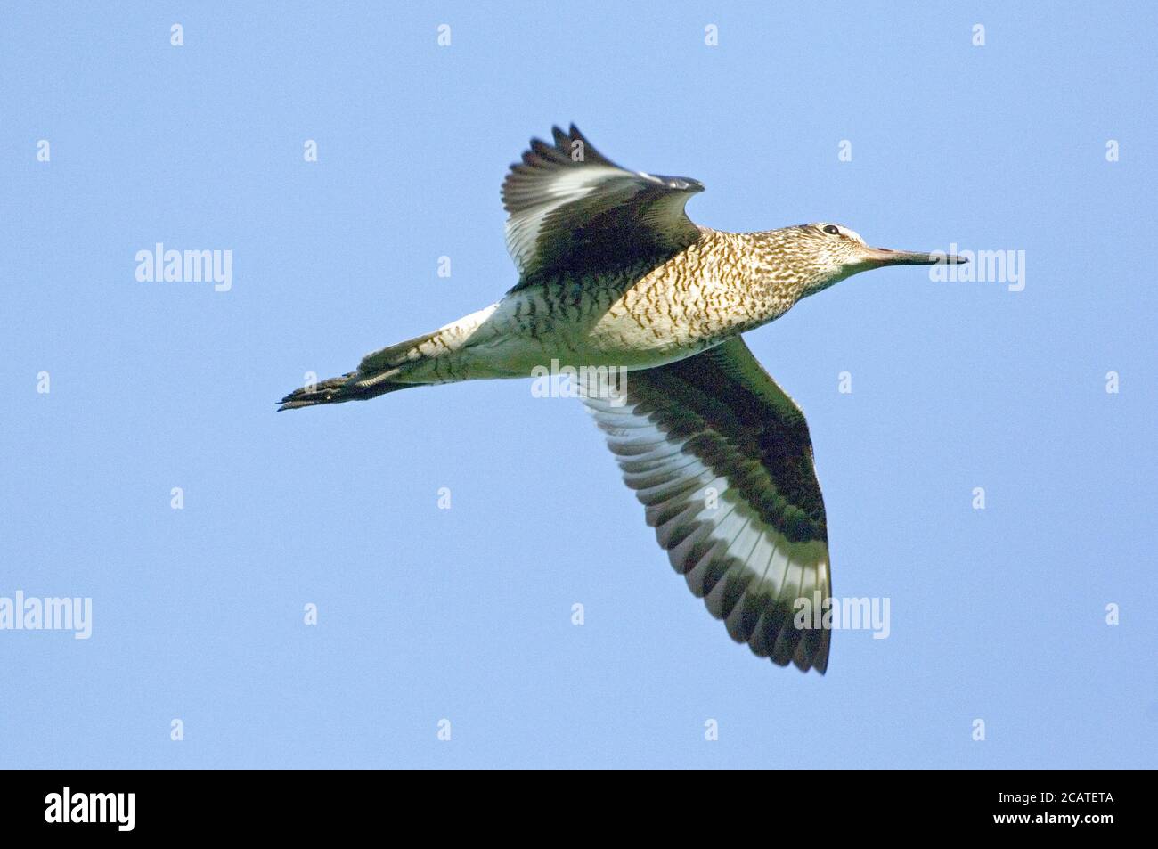 Eastern willet flight Stock Photo - Alamy