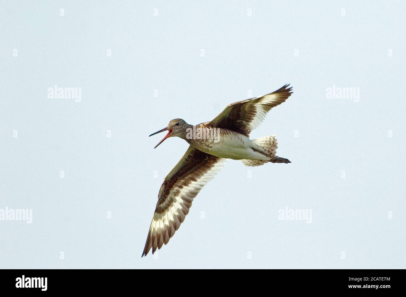 Eastern willet flight Stock Photo - Alamy