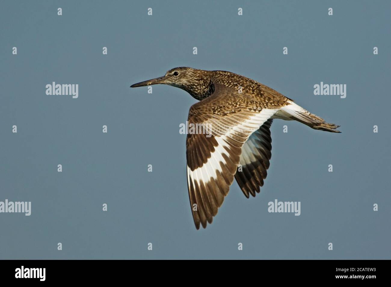 Eastern willet flight Stock Photo - Alamy