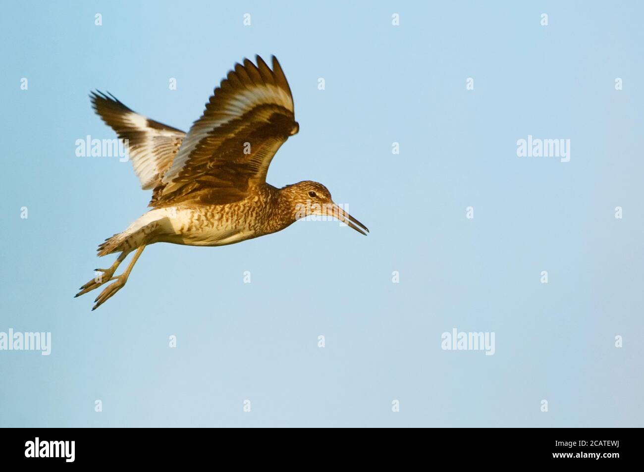 Eastern willet flight Stock Photo - Alamy