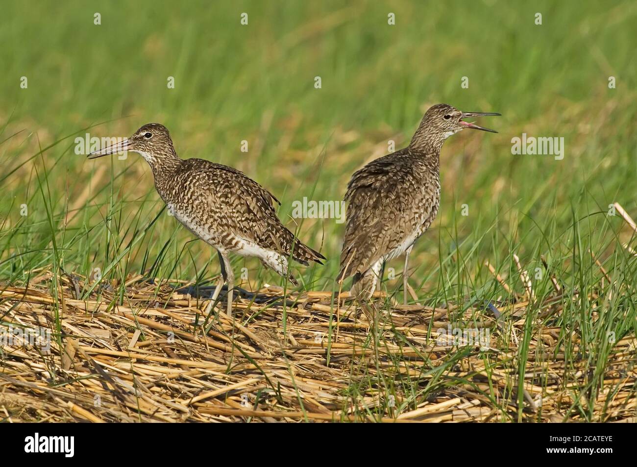 Eastern willets hi-res stock photography and images - Alamy