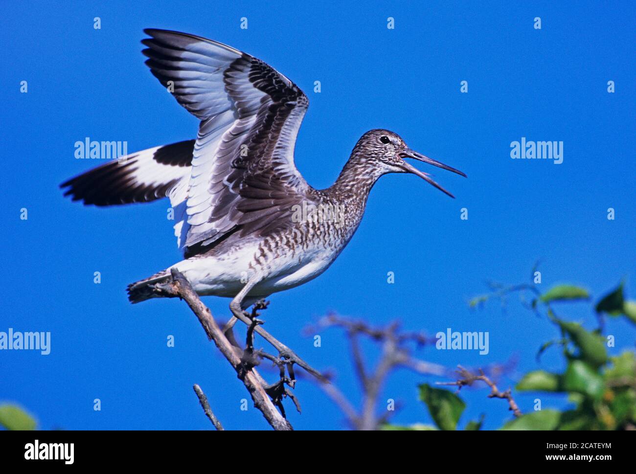Eastern willet hi-res stock photography and images - Alamy