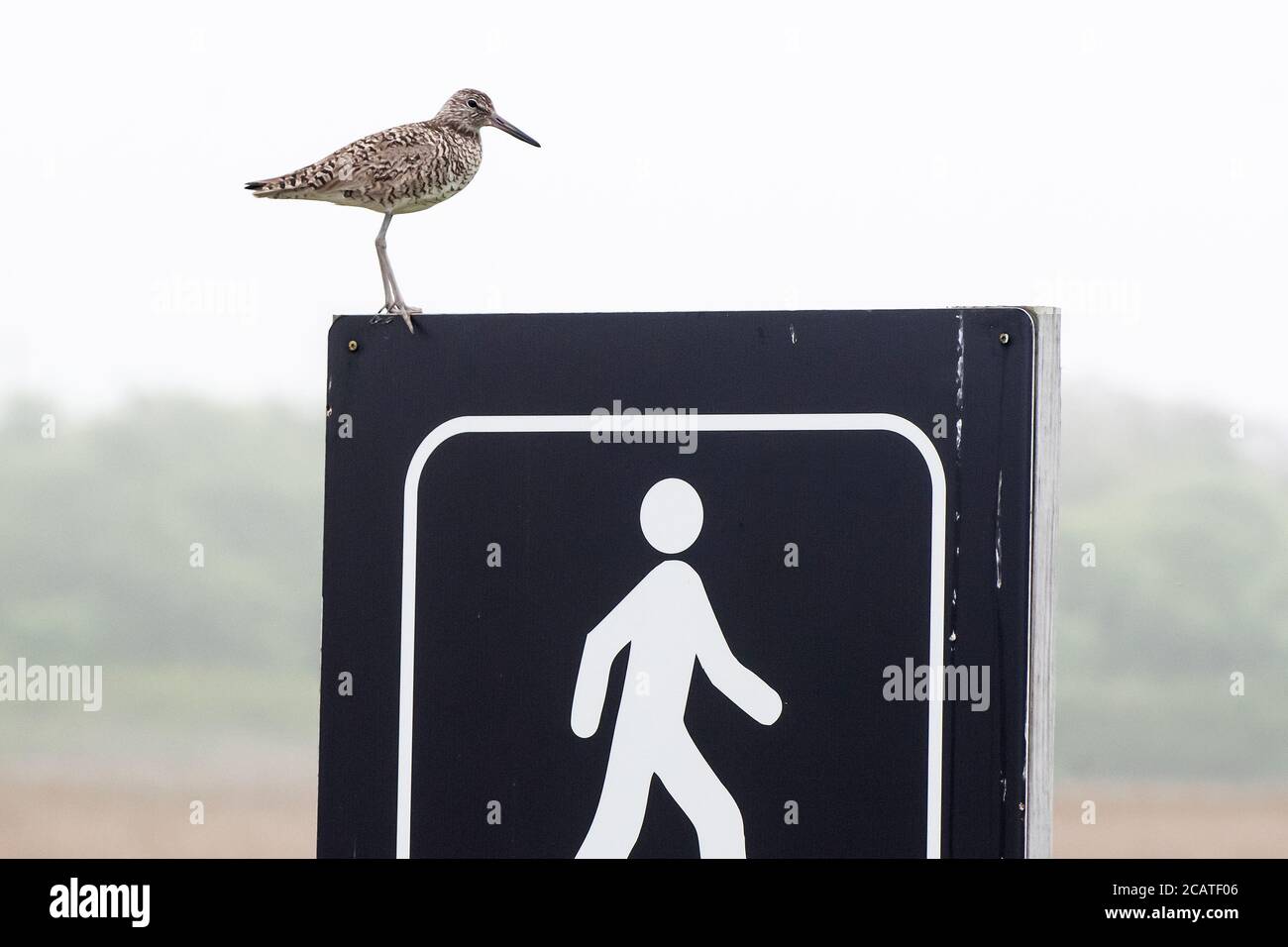 Willets hi-res stock photography and images - Alamy
